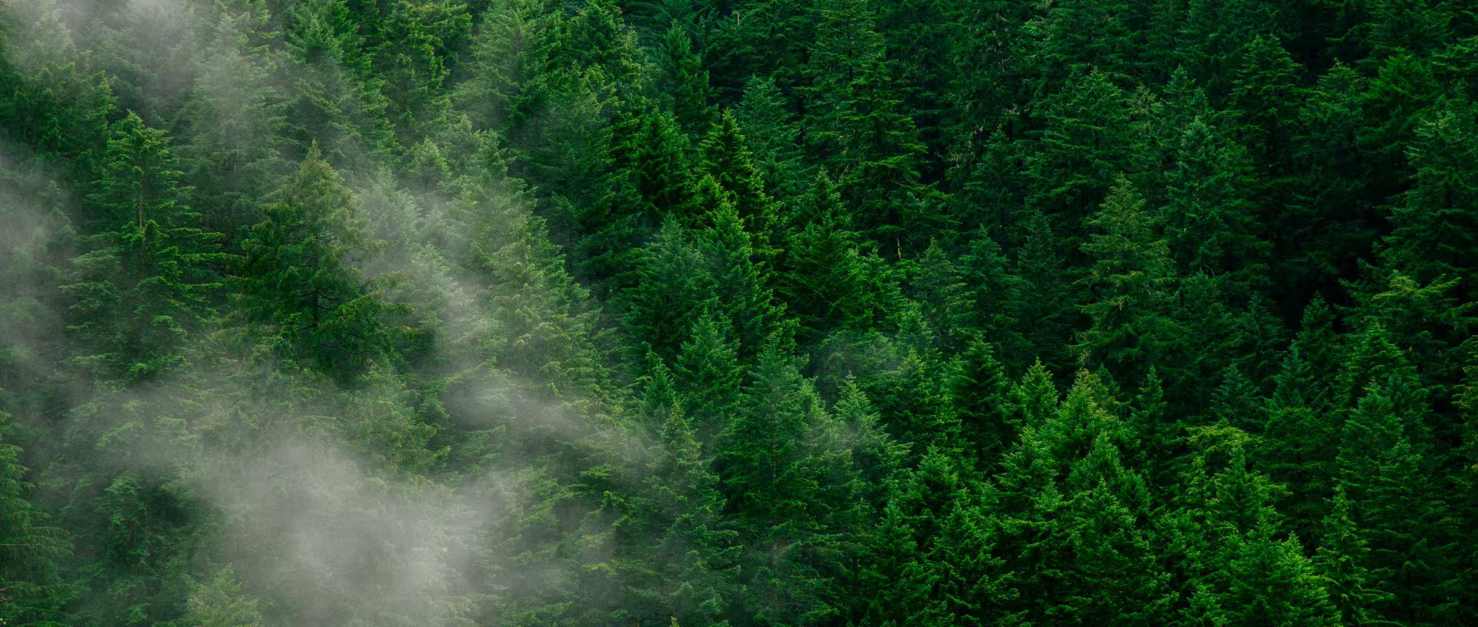 Energy Types Subscriptions – Nature Whisper