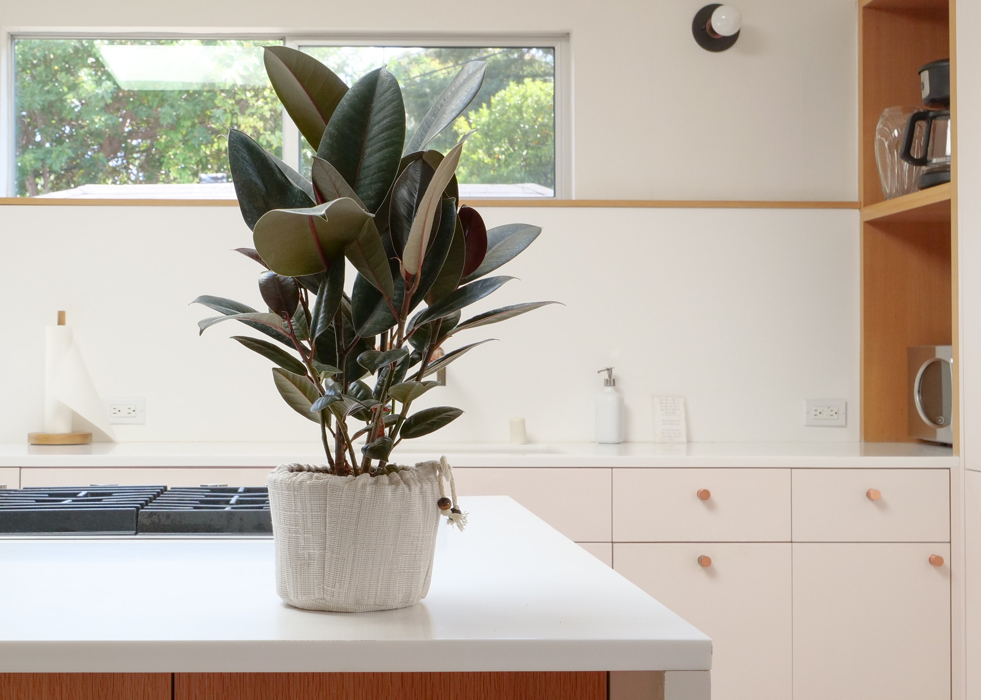 Rubber Plant | Feng Shui Earth Energy Plant for Strength & Balance ...