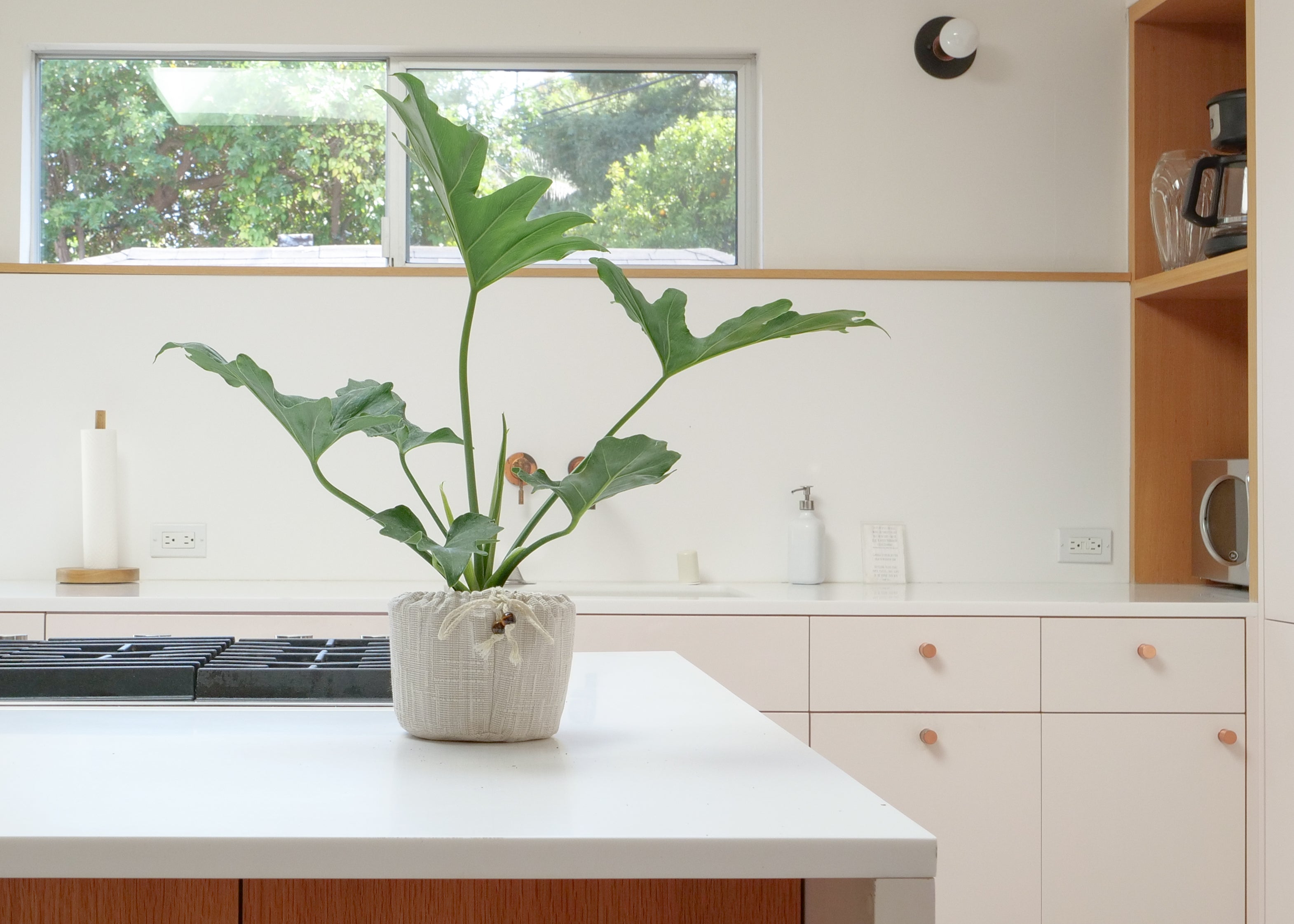 Philodendron Selloum | Feng Shui Pulse Energy Plant for Courage & Flow ...